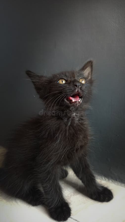 Miaw Black Cat stock photo. Image of black, miaw, animals - 262330838