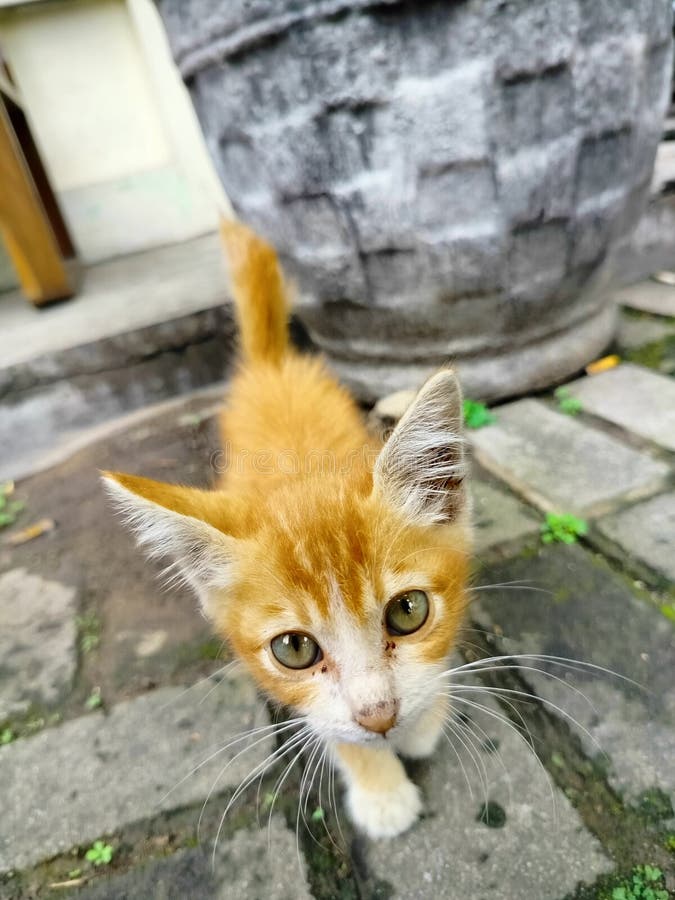 Miaw Cat Ktten Small Adorable Stock Image - Image of carnivore, miaw ...