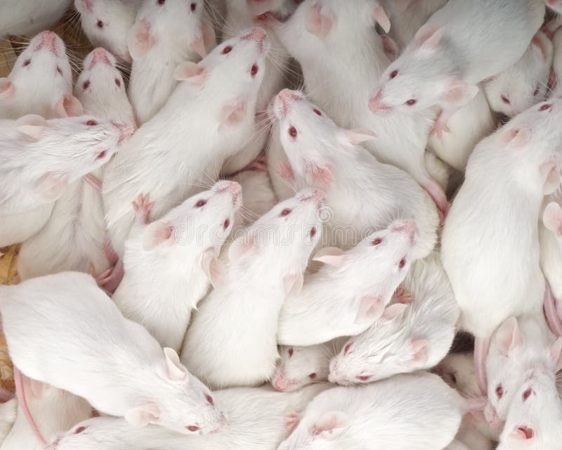 Mice stock photo. Image of pharmaceutical, laboratory - 24793002