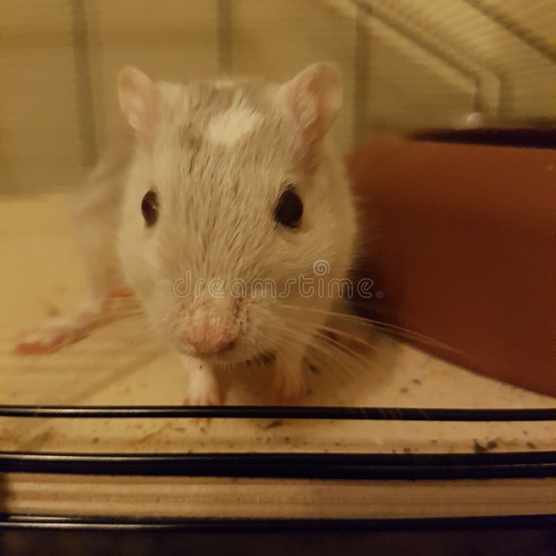 Mice stock image. Image of cute, mice, nice, small, grey - 84194597