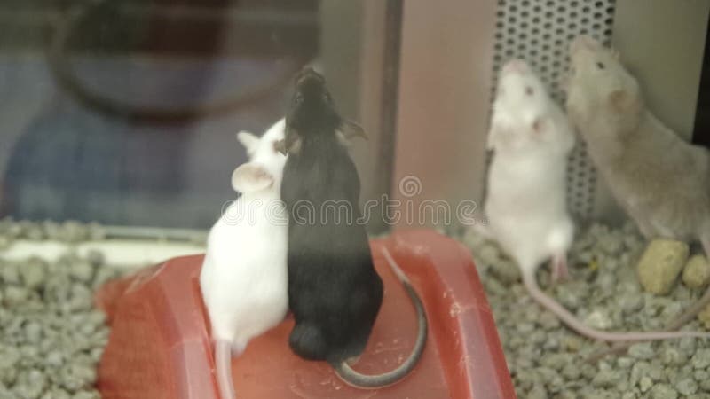 Mice in cage stock footage. Video of moving, busy, cage - 42605320