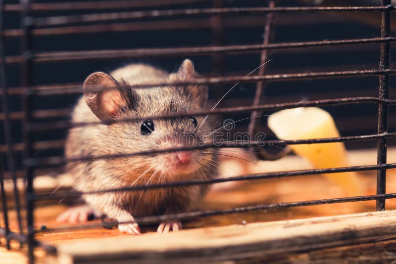 Mice Caught in the Cage Mousetrap Stock Image - Image of home, food ...