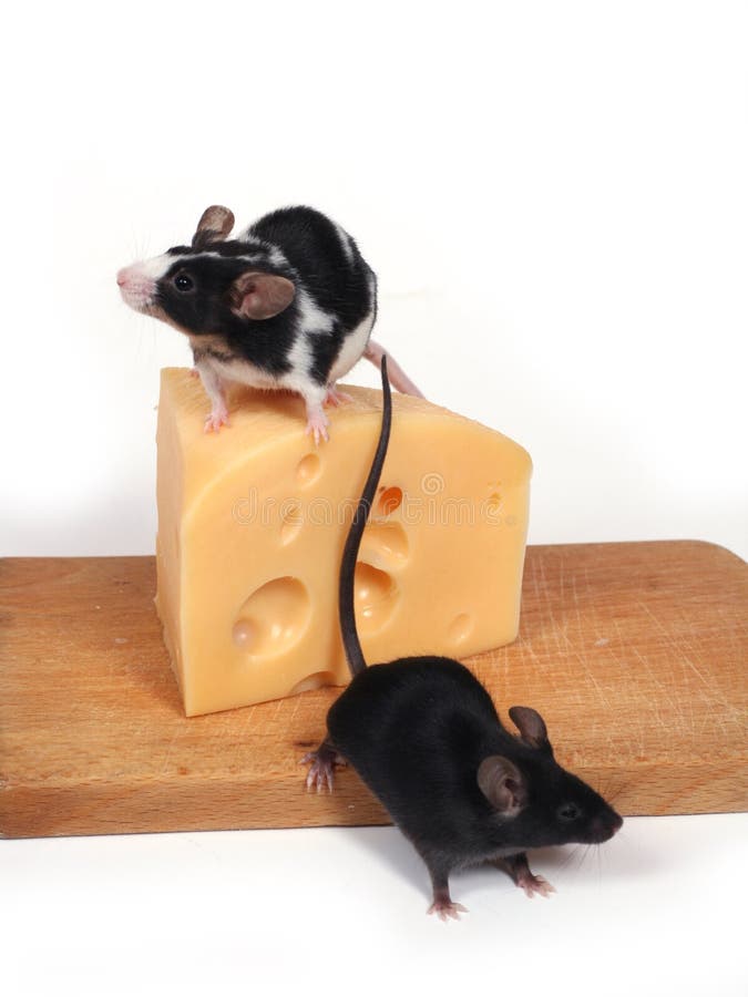 Funny Food - Two Mouse And Cheese Stock Photo - Image of plate, white ...