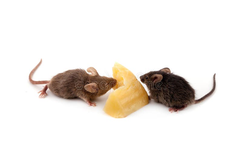 Mice and cheese stock photo. Image of humor, food, isolated - 39541178