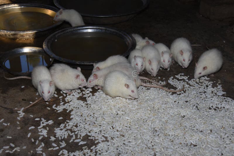 Mice Eat Popcorn and Granule Together Stock Image - Image of popcorn ...