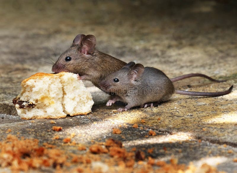 Mice Eating a Scone in House Garden. Stock Image - Image of nest, tail ...