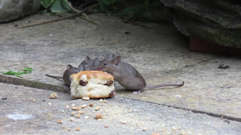 Mice Feeding on Crumbs in House Garden. Stock Video - Video of danger ...