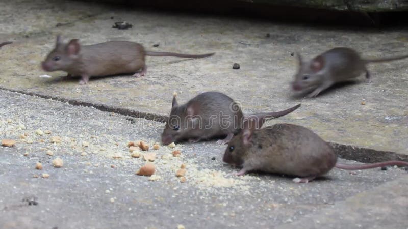 Mice Feeding on Crumbs in House Garden. Stock Video - Video of camera ...