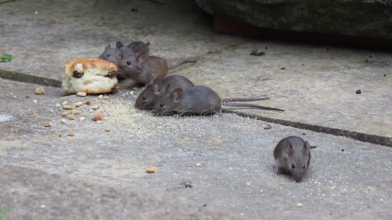 Mice Feeding on Crumbs in House Garden. Stock Video - Video of camera ...