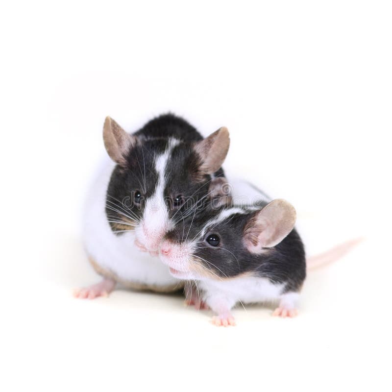 Mice in love 2 stock image. Image of closeness, valentine - 599995