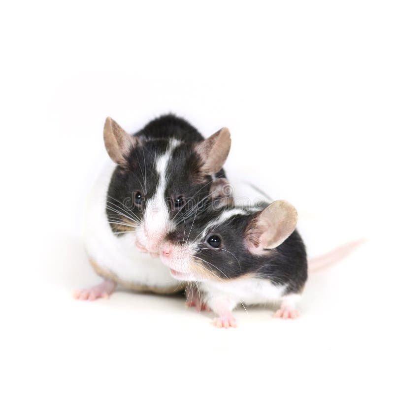 Couple Of Mice Stock Image Image Of Mouse Cute Flirt 1679791