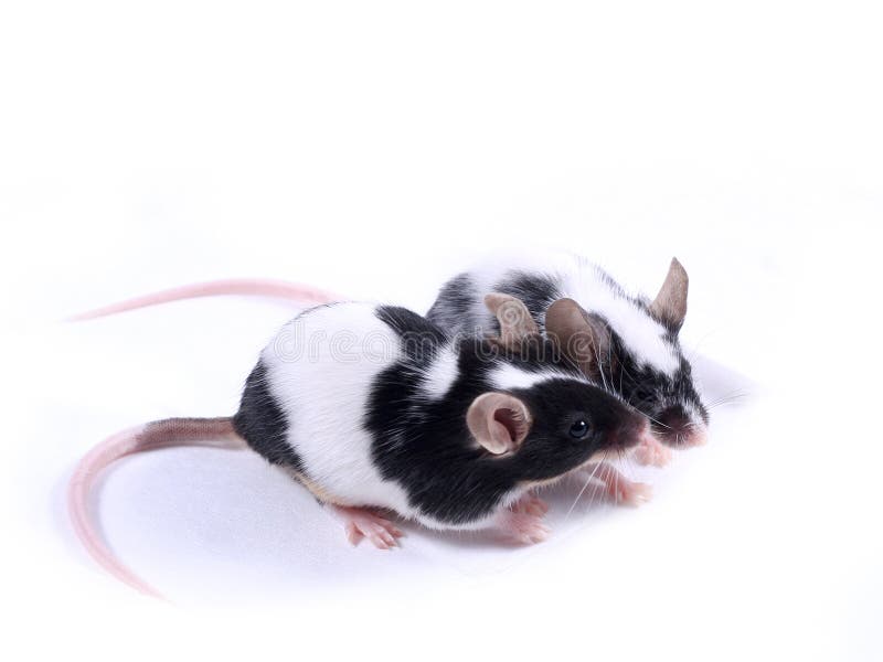 Couple of mice stock photo. Image of stray, hamster, isolated - 658562