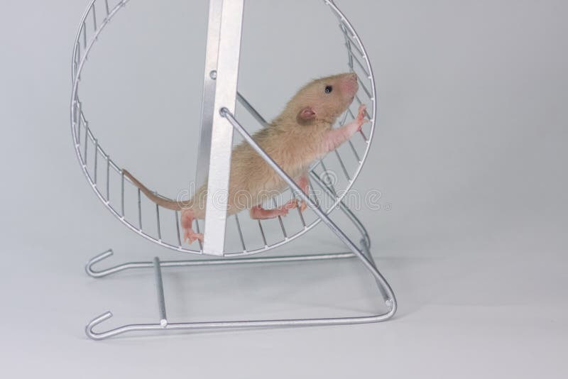 Mice Spin the Wheel on a White Background. the Concept of Working Life ...