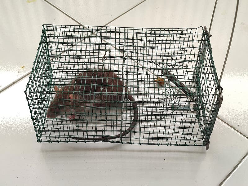 Mice Trapped in Ram Wire Mouse Traps. Stock Photo - Image of dangerous ...