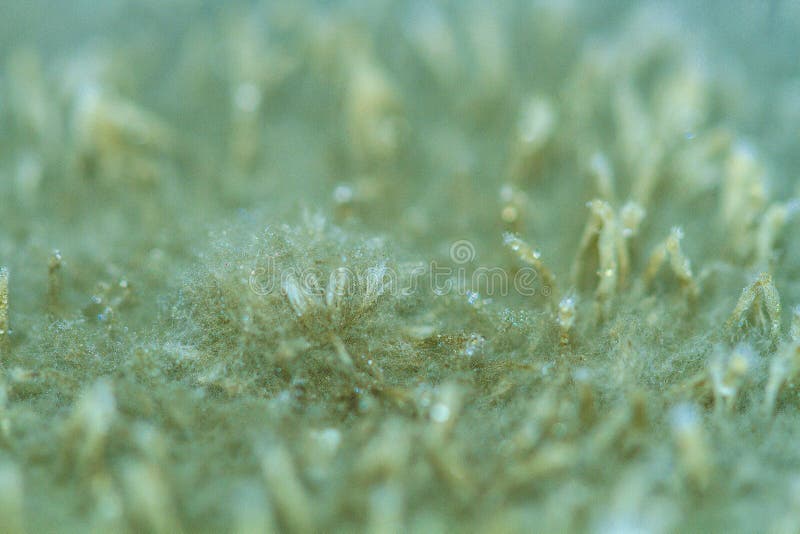 Micelio imagen de archivo. Imagen de planta, hongo, medicina - 112748473