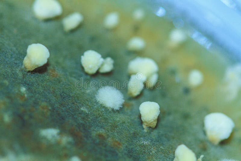 1,937 Micelio Fotos de stock - Fotos libres de regalías de Dreamstime