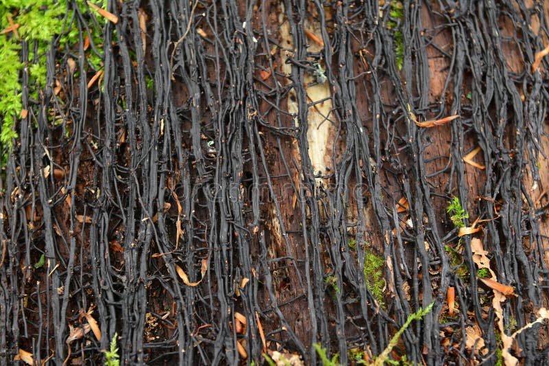 1,937 Micelio Fotos de stock - Fotos libres de regalías de Dreamstime