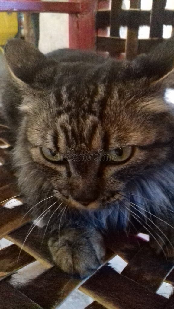 Micha stock image. Image of beautiful, micha, love, eyes - 97531251