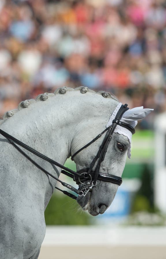 Portrait of Grey Horse with Braided Mane in Button Braids Wearing ...