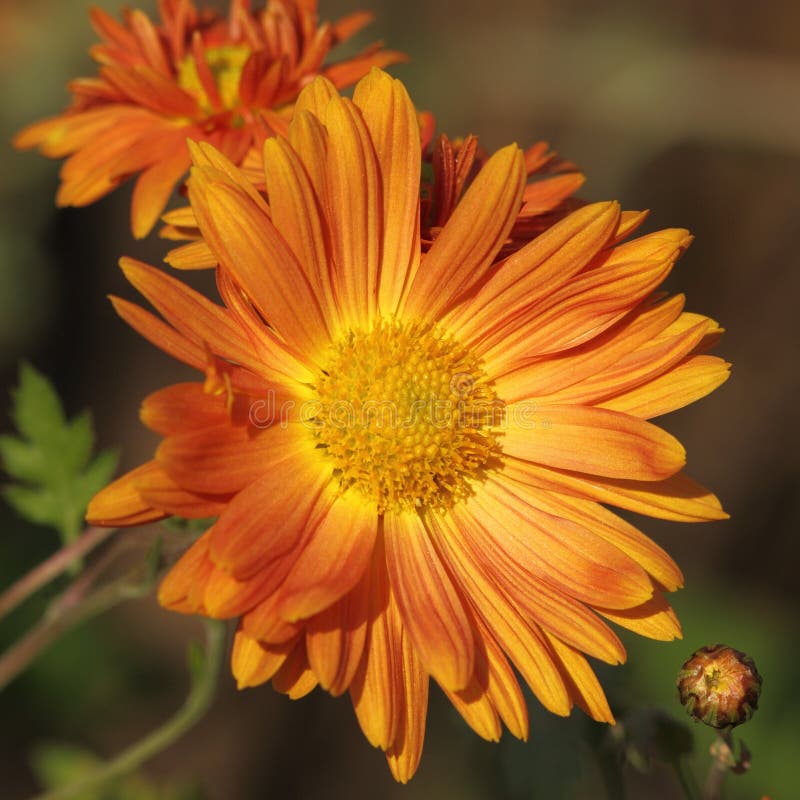 Michaelmas daisi stock image. Image of michaelmas, hungary - 17243805