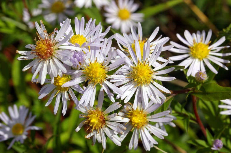 Michaelmas Daisy 01 stock photo. Image of botany, botanical - 277348