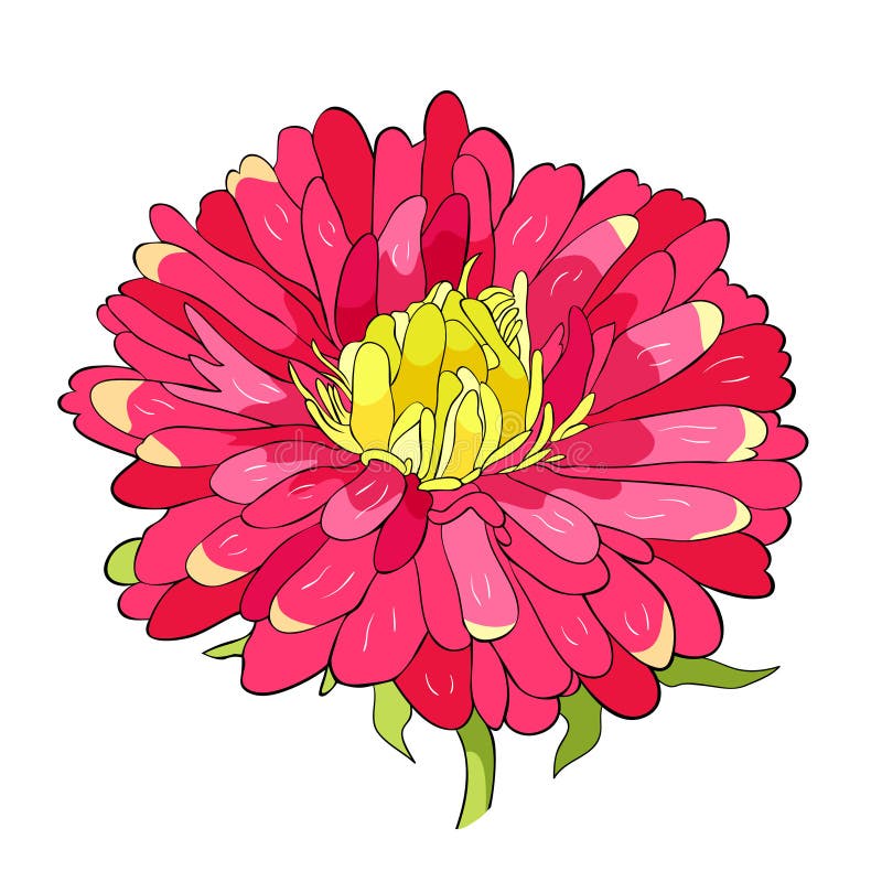 Michaelmas Daisy Aster Spring Flower. Vector Illustration Stock Vector ...