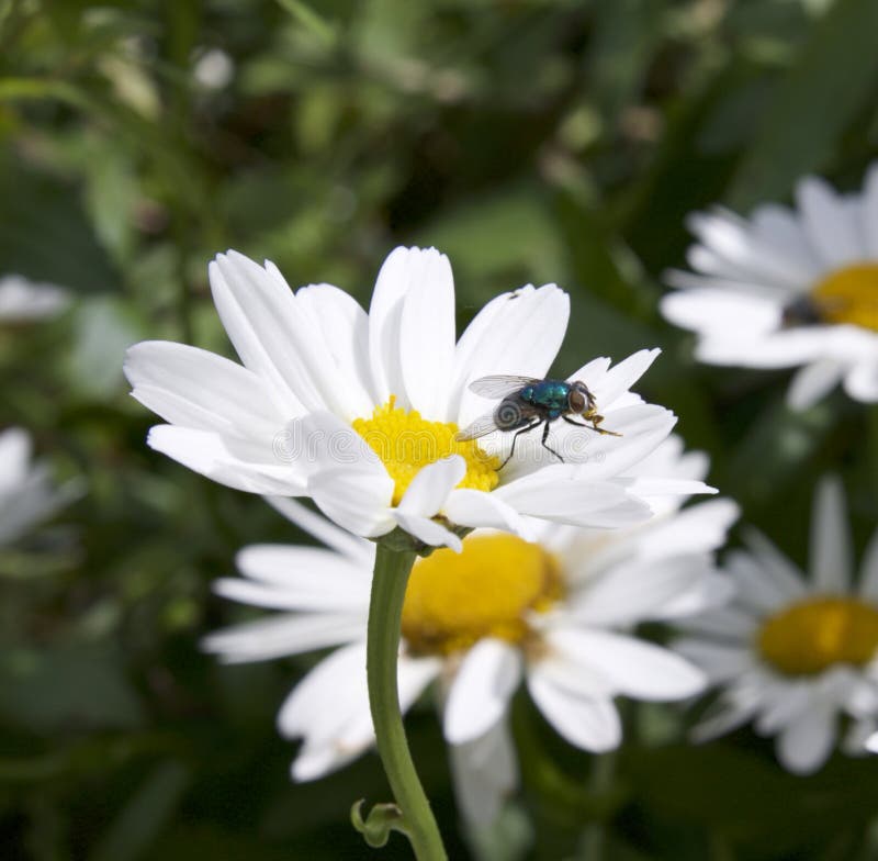 Michaelmas daisy stock image. Image of flower, michaelmas - 97612831