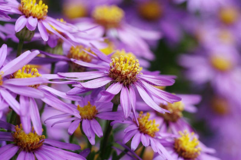 Michaelmas daisy flowers stock photo. Image of beautiful - 17655216