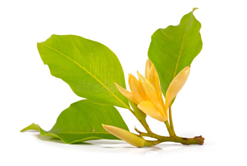 246 Michelia Champaca Yellow Tree Stock Photos - Free & Royalty-Free ...