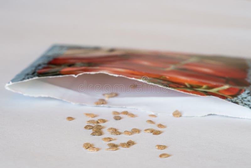 Tomato Seeds Spilled from a Seed Packet Stock Photo - Image of plant ...