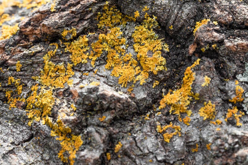 Lichen on an Oak tree stock image. Image of growing - 117596363