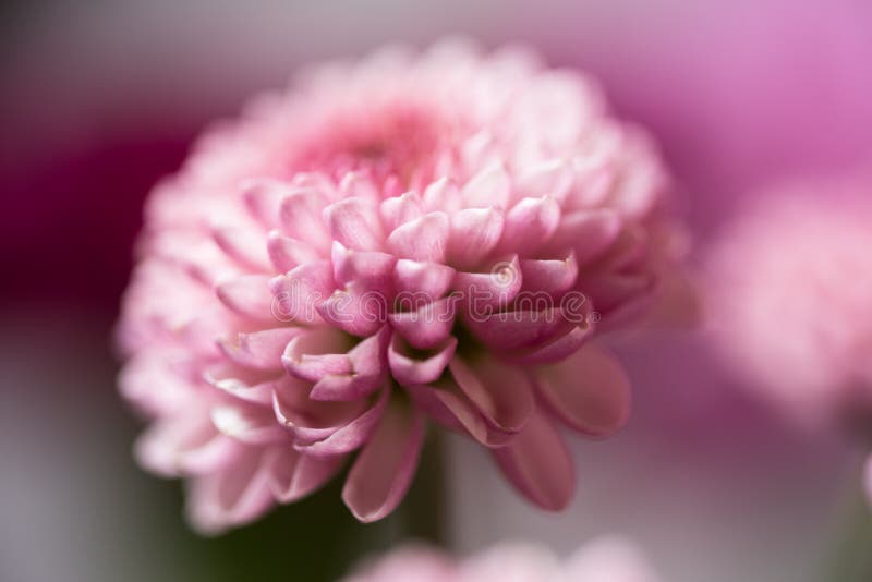 Close Up of a Miniature Chrysanthemum Stock Photo - Image of focus ...