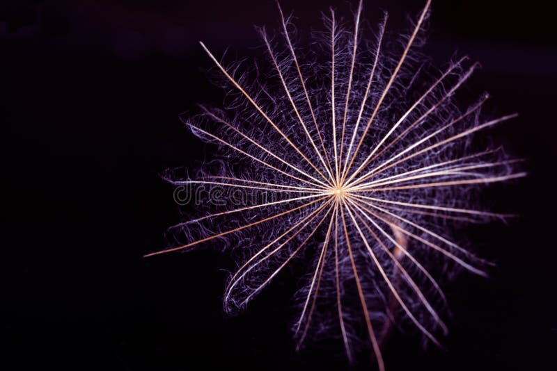Nature Art - Dandelion Seed Pappus Stock Image - Image of intricate ...