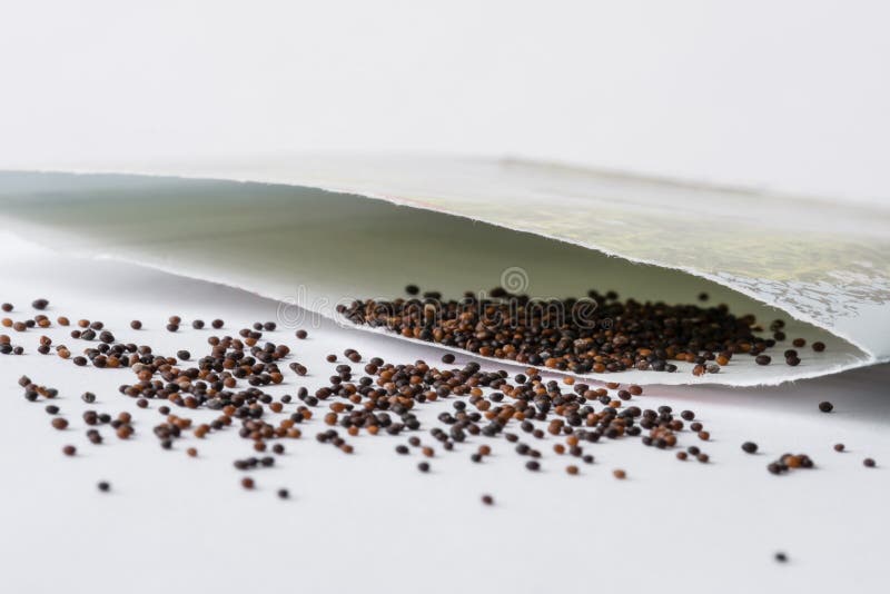 Thyme Seeds Spilled from a Seed Packet Stock Photo - Image of coloring ...