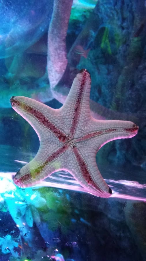 Star fish stock photo. Image of michigan, fish, aquarium - 117847320