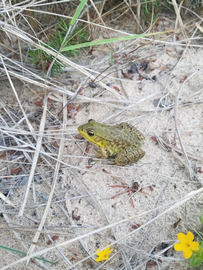 Michigan Beach Frog stock photo. Image of frog, michigan - 190133906