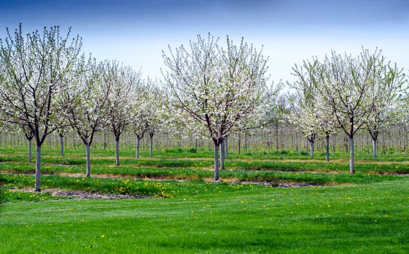 Michigan cherry trees stock image. Image of blossoms - 73788141