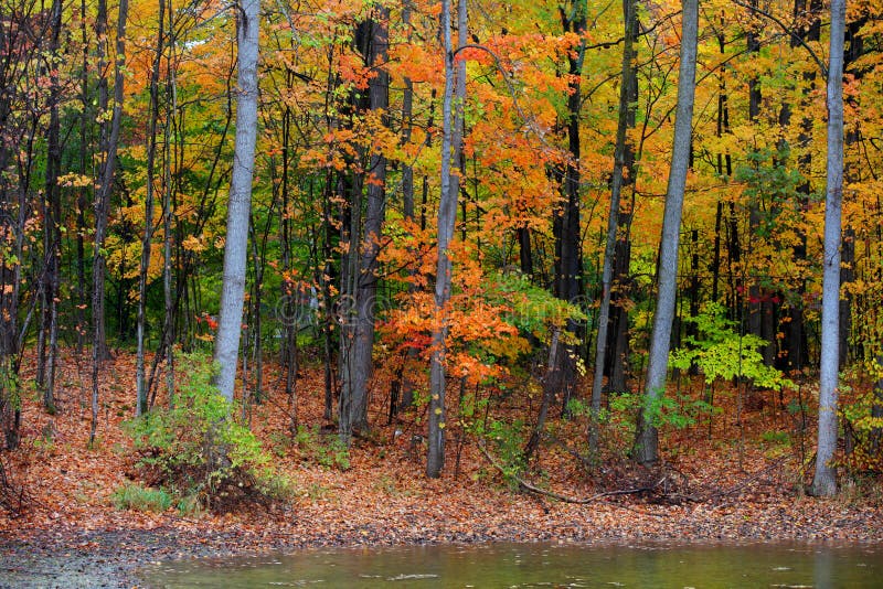 Michigan Fall foliage stock image. Image of parks, foliage - 45400545