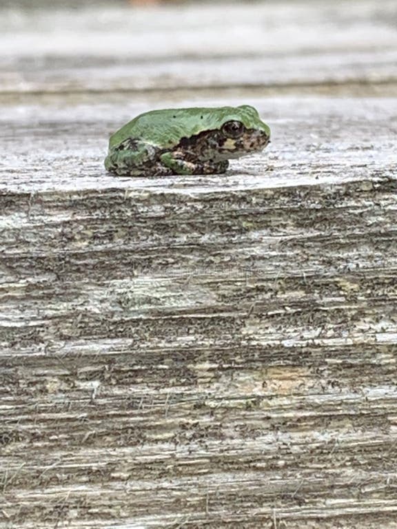 Tree frog stock image. Image of green, frog, tree, michigan - 154791187