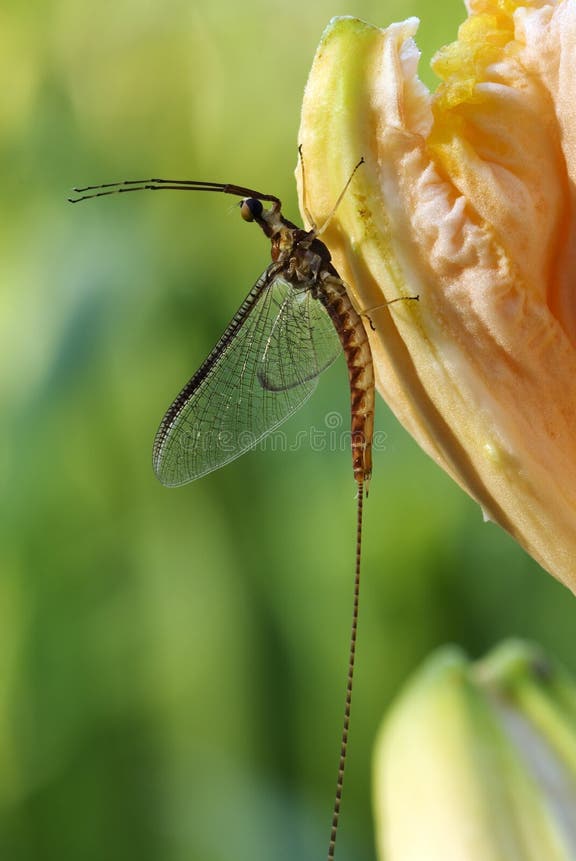 Michigan Mayfly Spinner stock photo. Image of insect - 28849678