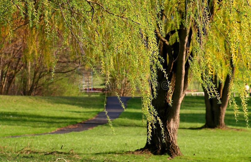 Willow Trees Landscape stock photo. Image of tree, countryside - 5026874