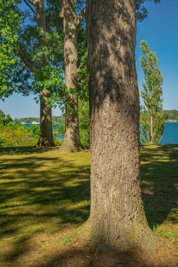 Michigan Park Woods in Summer Stock Photo - Image of logs, stand: 240209950