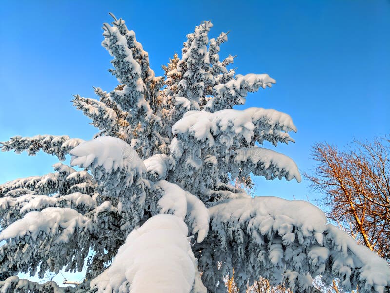 Michigan Snowfall Pine Forest Stock Photo - Image of ecology, habitat ...