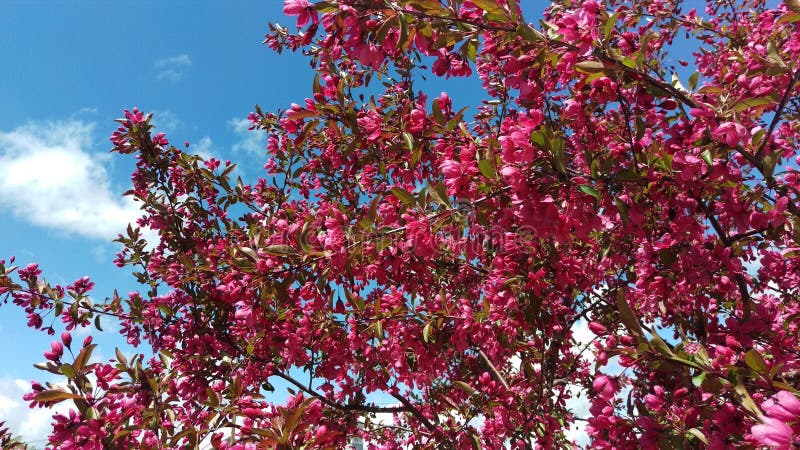 Michigan spring stock image. Image of blooming, spring - 72914141