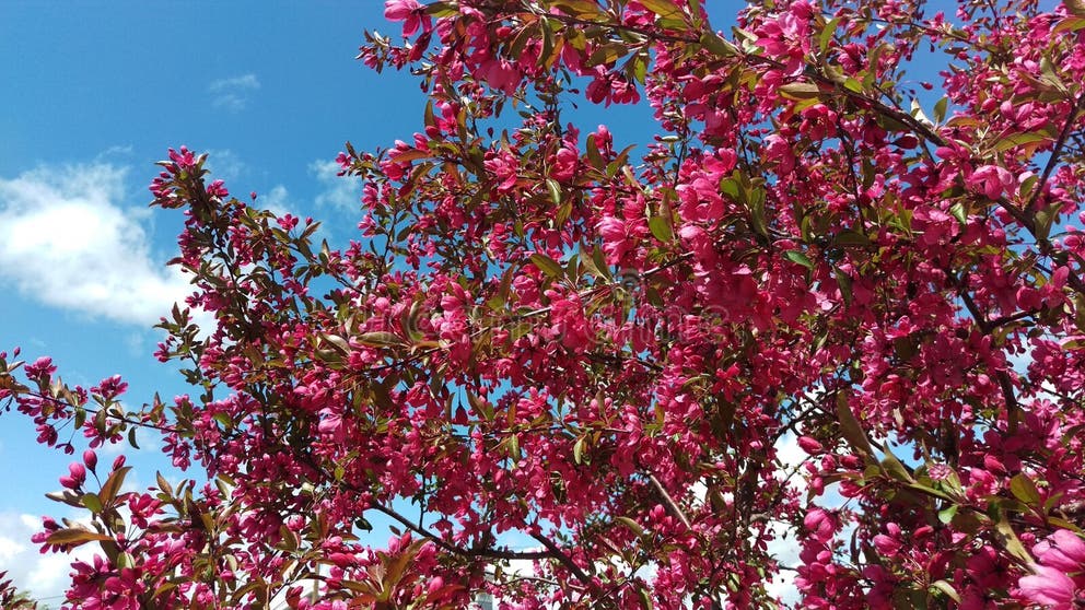 Michigan spring stock image. Image of blooming, spring - 72914141