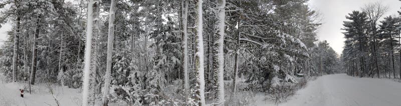Michigan Winter Forest Panoramic Stock Image - Image of habitat ...