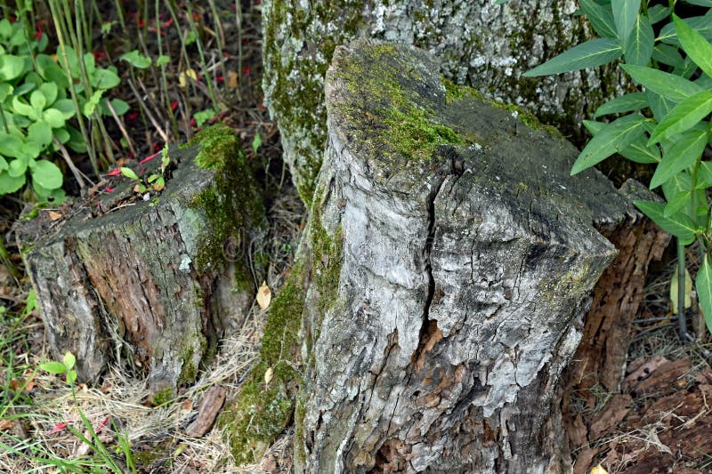 Stumps in Woods in Michigan Stock Image - Image of michigan, branch ...