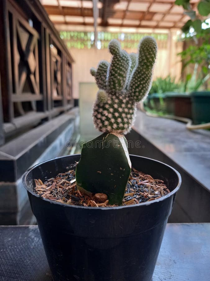 Mickey mouse cactus stock image. Image of green, food - 270250879