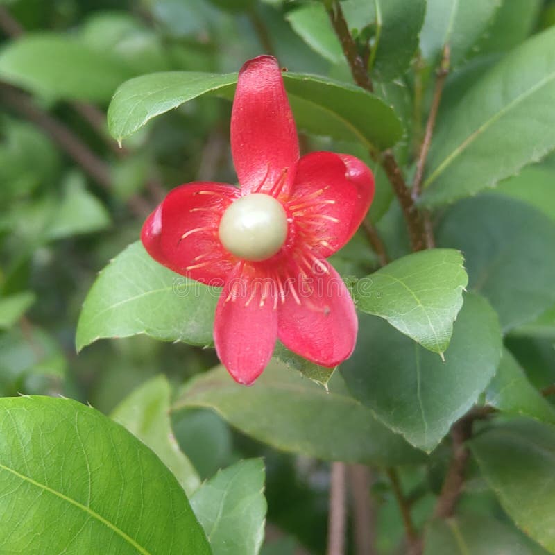 A Mickey Mouse flower. stock image. Image of blossom - 197642833