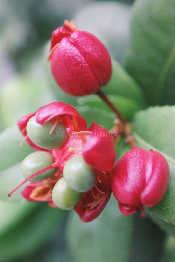 Mickey Mouse Flower Petals in Bloom Stock Image - Image of mouse ...
